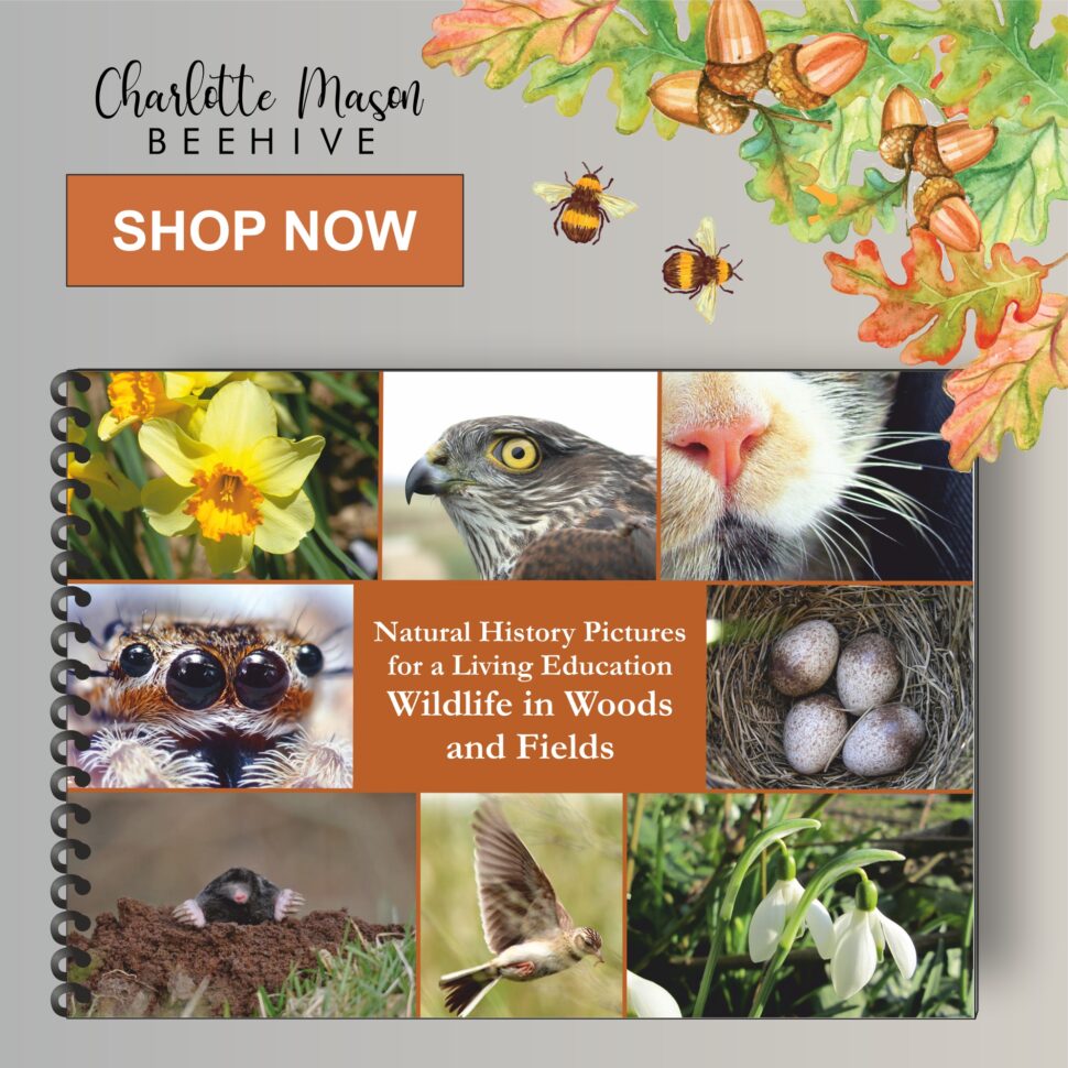 Wildlife in Woods and Fields (Natural History Pictures for a Living ...