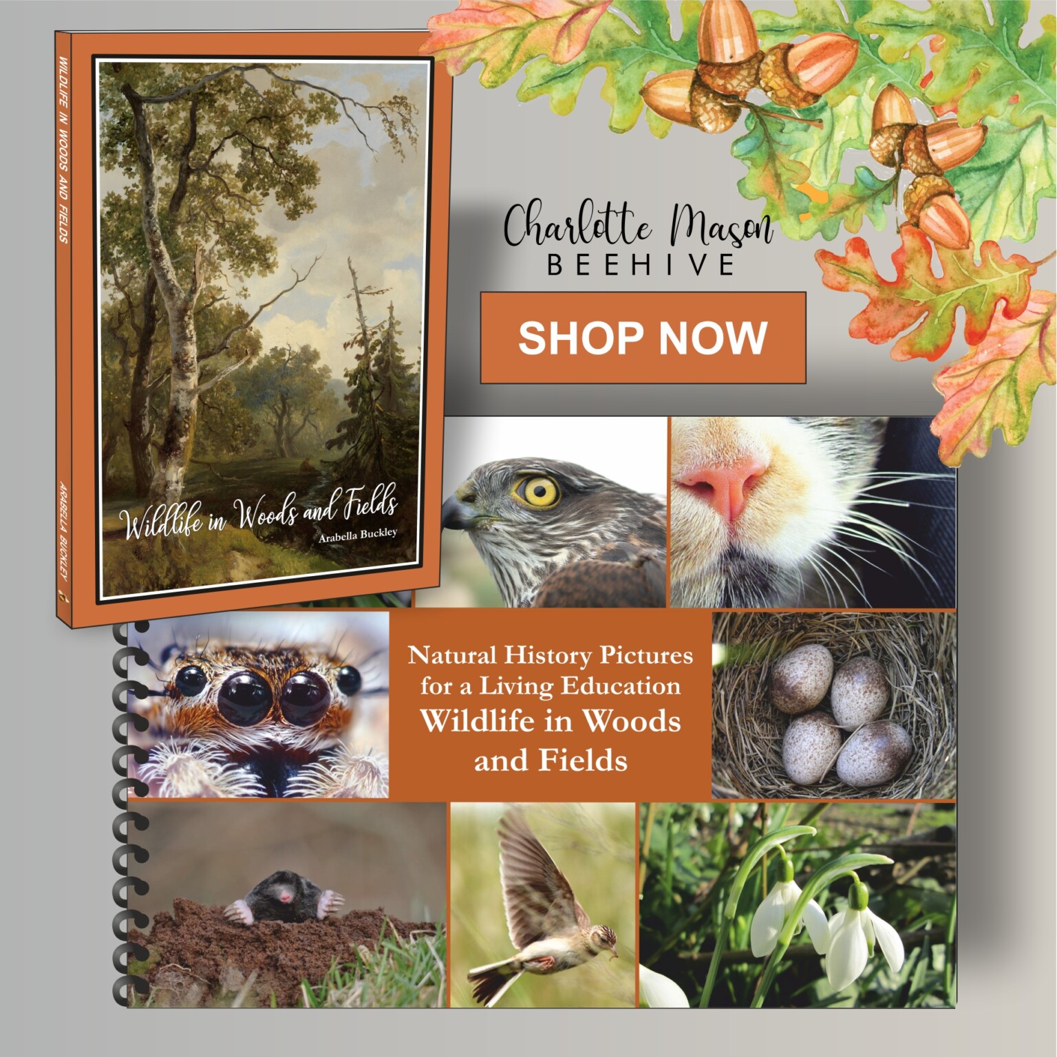 Paper Folding, by H. G. Paterson – Charlotte Mason Beehive International