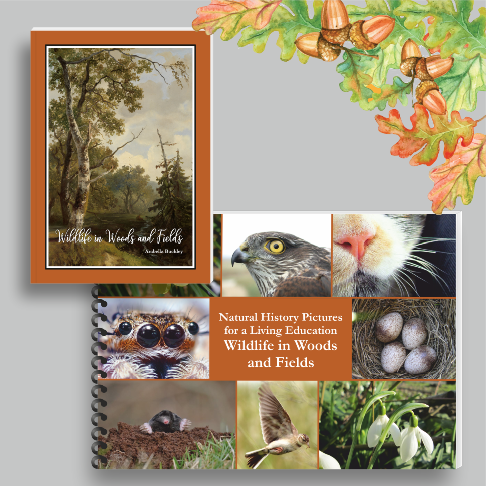 The New World at Home – Charlotte Mason Beehive International